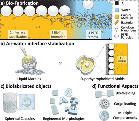 Ligno Nanocellulose And Bacterial Cellulose Rojas Group