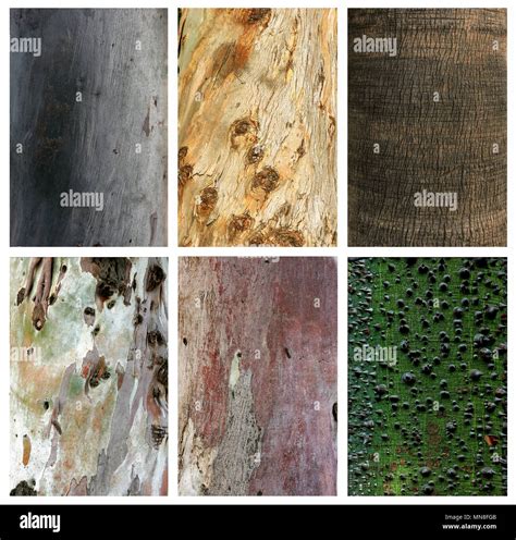 Photo Presenting Various Types Of Tree Barks Stock Photo Alamy