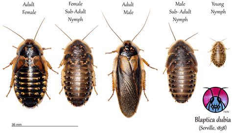 🪳 Any Roach Lovers Being Doing Some Roach Photo Compositions For Some Future Keeping Guides 💞 🪳 Any Roach Lovers Being Doing Some Roach Photo Compositions For Some Future Keeping Guides 💞