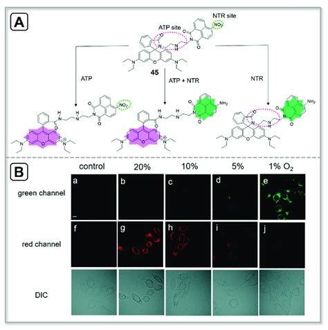 A Structure Of Atp Fluorescent Probe 45 B Confocal Fluorescence