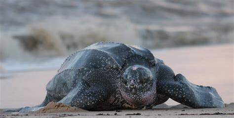 Leatherback Sea Turtle Pictures