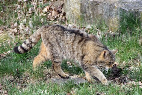El Ojo Del Buitre Felinos Gato Montés Felis Silvestris