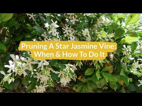 When To Plant Jasmine Vine Star Jasmine Vine
