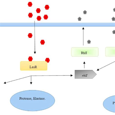 Competitive Quorum Sensing System In Bacillus Subtilis Download