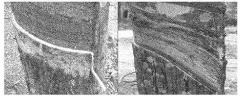 Multi Level Thresholding Image Segmentation For Rubber Tree Secant Using Improved Otsus Method