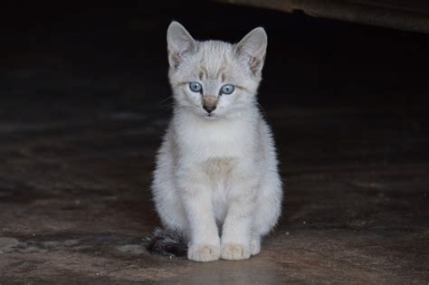 자폐성 장애의 용어 출현 및 사용 설명 위인 혹은 유명인 중 자폐성 장애로 의심되는 인물의 특성과 이유 네이버 블로그