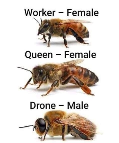 The Hierarchy Of The Honeybee Hive Historical House Facebook The Hierarchy Of The Honeybee Hive Historical House Facebook