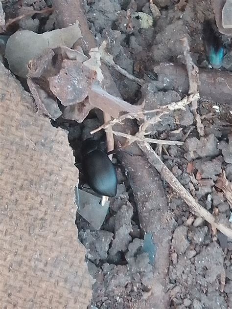 Pinacates Desde San Felipe Del Progreso M X M Xico El De Mayo De