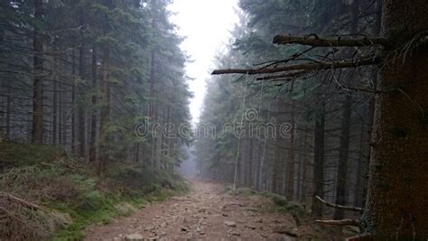 A Dirt Path In A Deep Forest Tree Stock Image Image Of Pine Environment 244070667