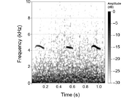 Spectrogram Showing Three High Amplitude Oak Toad Notes Easily