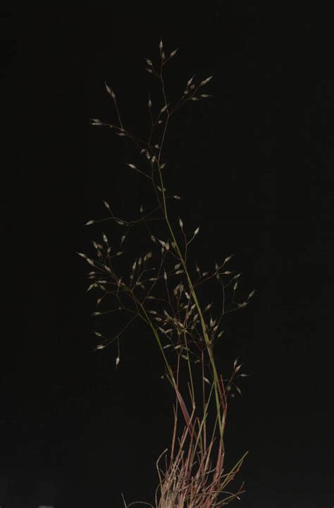 Hawaii Grass Atlas