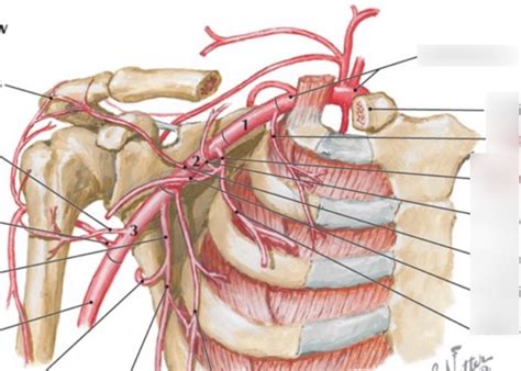 Suprascapular Artery