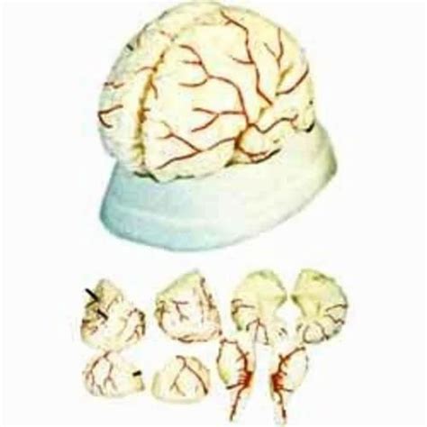 Pvc Biolab India Brain Models At ₹ 2750 In Bengaluru Id 4444878262