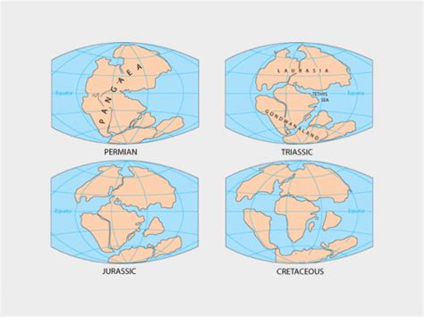 Pangea Fossils Evidence Of The Pangaea Supercontinent Earth How