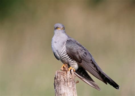 Premium Photo Male Cuckoo At A Breeding Site Searching For Females
