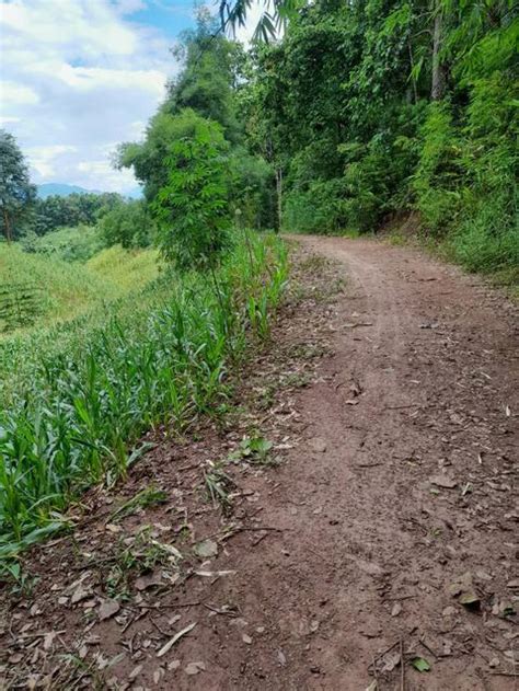 ที่ดิน8ไร่ ในตัวอำเภอ ทุ่งช้าง น่าน วิวสวยไหล่เขา ใกล้น้ำใกล้ไฟ ติดถนน Ennxo