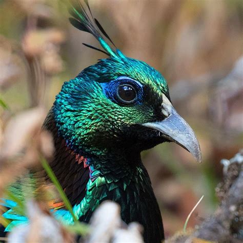 Regina Robert Youtube