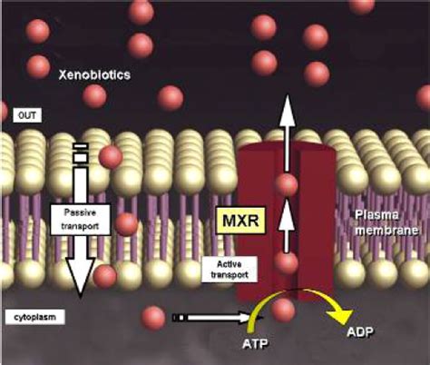 A Schematic View Of The Multi Xenobiotic Resistance System The Mxr Download Scientific Diagram