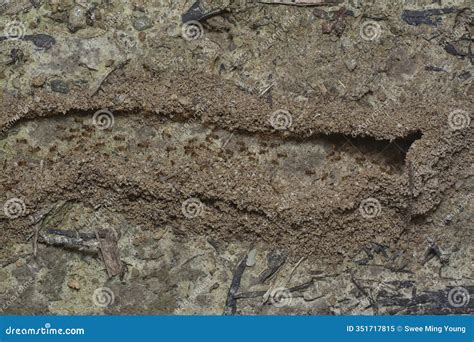 Closeup Of The Little Fire Ants Path To The Nest Stock Image Image