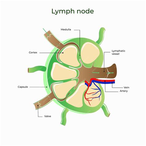 Premium Vector Lymph Node Medical Illustration Anatomy Poster Structure Of Lymph Node Human