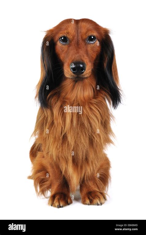 Long Haired Dachshund Long Haired Sausage Dog Domestic Dog Canis