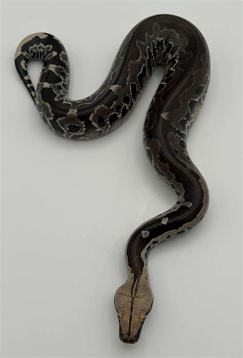 Python Curtus Black Sumatran Short Tail Python Chrome Head