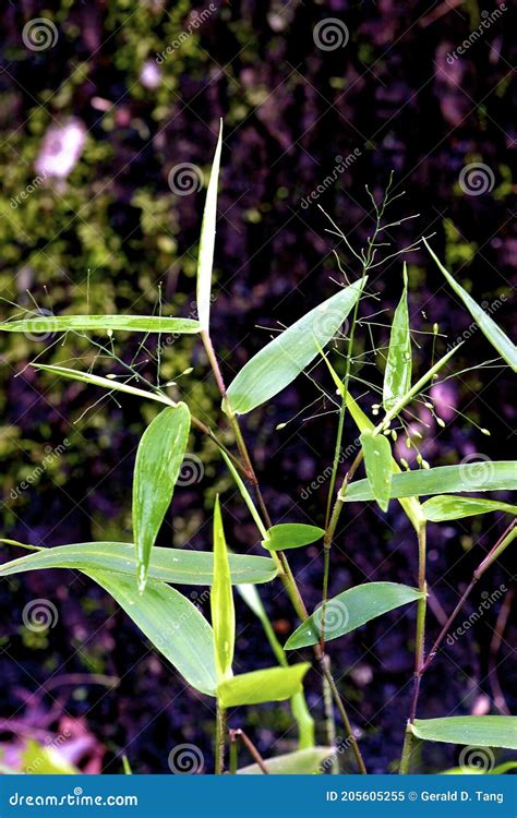Cypress Witch Grass 606112 Stock Image Image Of Leaves 205605255