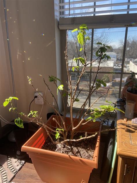 Is My Hibiscus Dead Or Dormant [3 Best Ways To Tell]