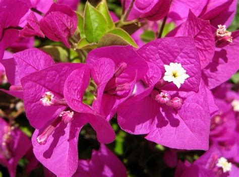 Nama Ilmiah Bunga Bougenville John Cameron