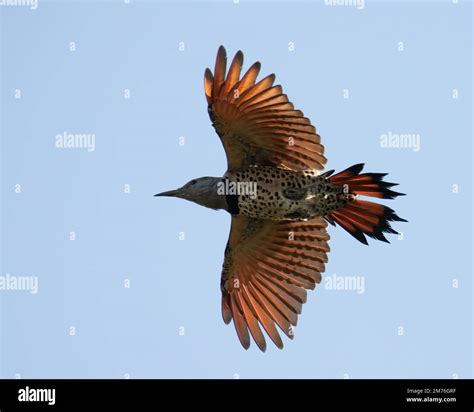 One Red Shafted Northern Flicker Colaptes Auratus Flying Above