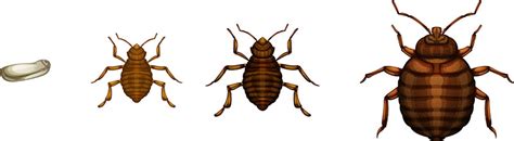 Bed Bugs Prevention And Extermination Pest Control Services