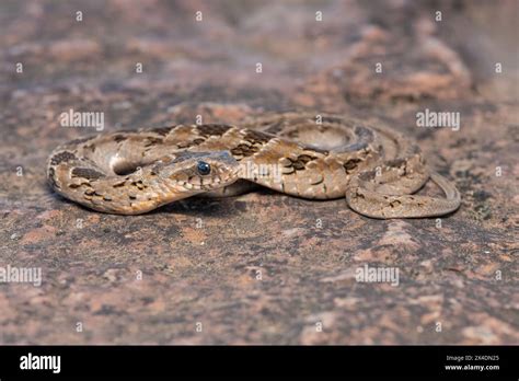 A Venomous Rhombic Night Adder Causus Rhombeatus In The Wild Stock