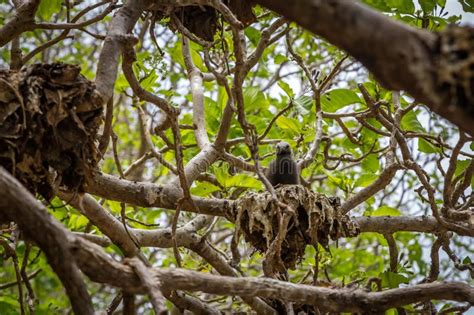 Black Noddy Tern Bird Breeding On Pisonia Tree On Lady Musgrave Island