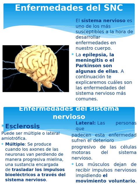 Enfermedades Del Snc Pdf Sistema Nervioso Central Neurona