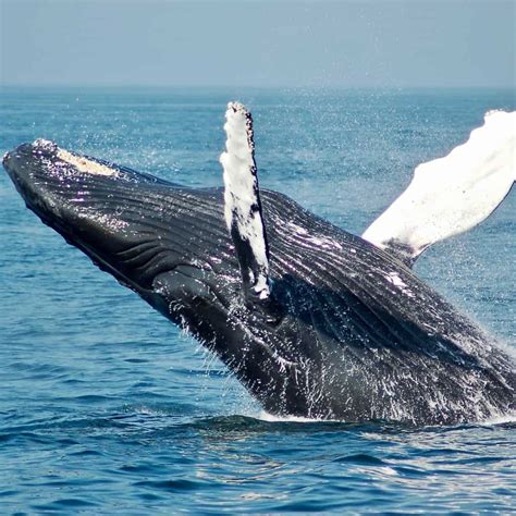 How To Spot And Identify Wildlife At Sea Classic Sailing