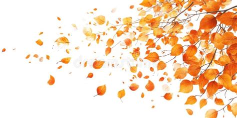 Autumn Leaf Falling Stock Image Image Of Hour Birch 385468021