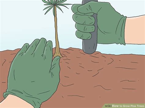 Ways To Grow Pine Trees WikiHow