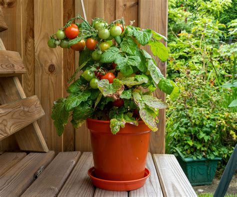 How To Grow Tomatoes In Pots Tips For Container Grown Crops Homes
