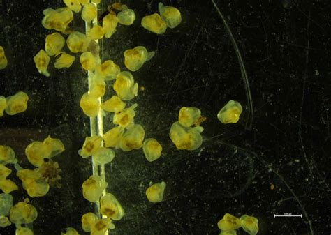 Freshwater Mussels Cyanobacteria At Zoe Lovekin Blog