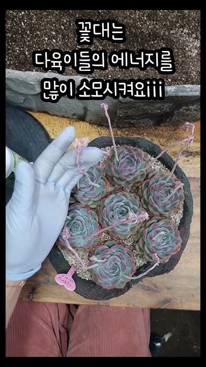 다육이 꽃대 자르는 이유 Youtube