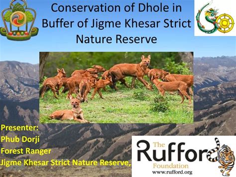 Ppt Conservation Of Dhole In Buffer Of Jigme Khesar Strict Nature