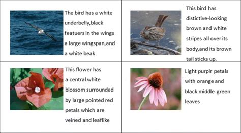 Example Of Manual Annotation Of Birds And Flowers Download Scientific