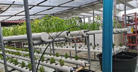 뿌리에 전기 자극하면 식물 성장 속도 빨라져