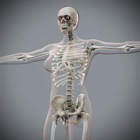 3d Human Female Skeletal Anatomy 3d Model Download And Buy Pro 3d