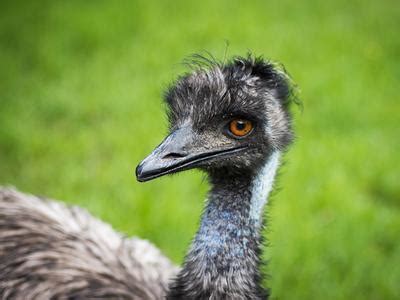 What Do Emus Eat Complete Guide Birdfact