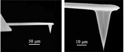 3 Scanning Electron Microscopy Image Of An Atomic Force Microscopy Download Scientific Diagram
