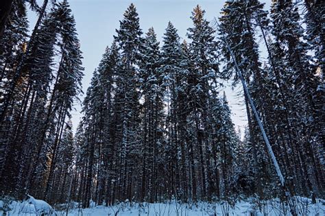 밤에 어두운 숲 크리스마스 전에 숲에서 산책 새 해 눈에 덮여입니다 말 쑥 한 나무 소나무 나무 눈으로 덮여 0명에 대한 스톡 사진 및 기타 이미지 Istock
