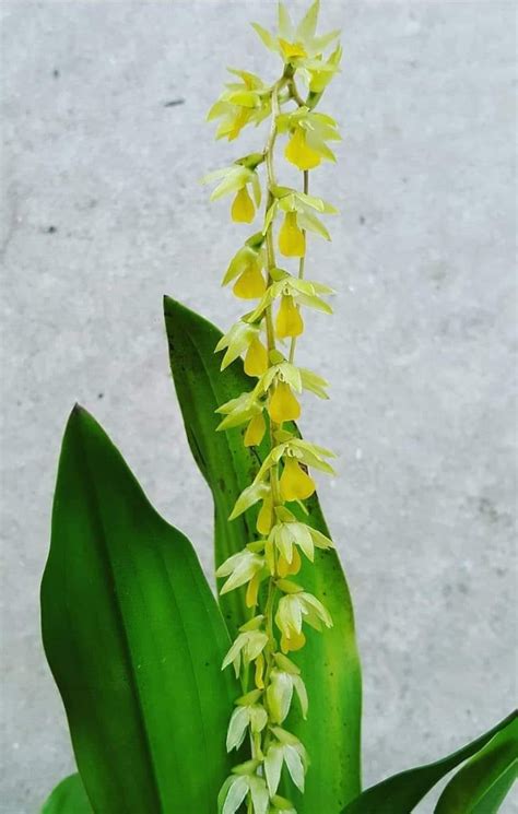 植。物 Dendrochilum Uncatum 台灣黃穗蘭 目前來花梗 淡淡香 原生種 蝴蝶蘭環境即可