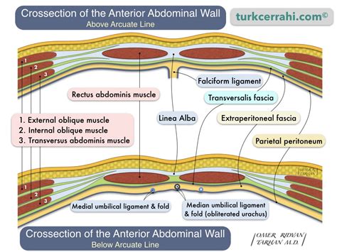 Arcuate Line Abdomen