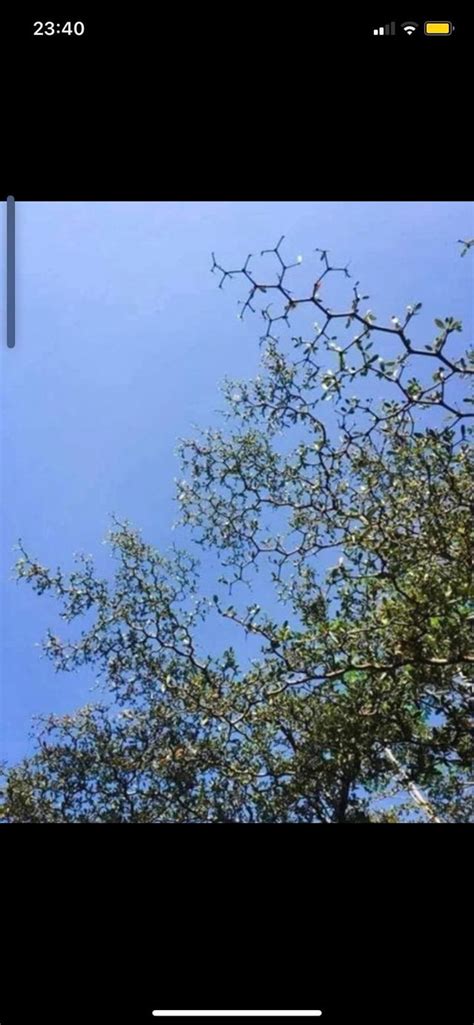 fractal tree in pygame r madeinpython